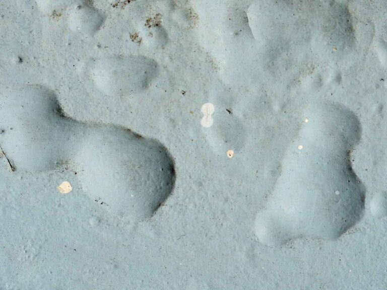 How to Fix Paint Bubbling on Walls and Prevent Future Bubbling and ...